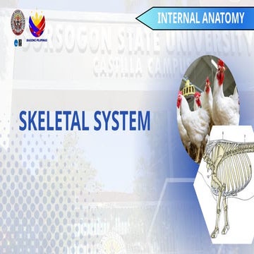Chicken wing dissection | PPT