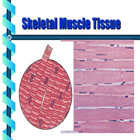 Skeletal muscle | PPT