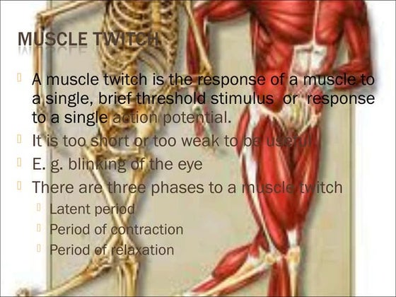 The Muscular System | PPTX