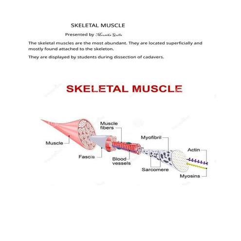 Skeletal muscle by Mounika Gulla ASR Homeopathy college | DOCX