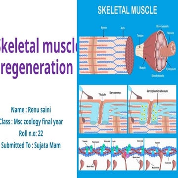 skeletal muscle regeneration for msc.pptx