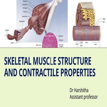 Skeletal muscle structure and contractile properties (1).pptx
