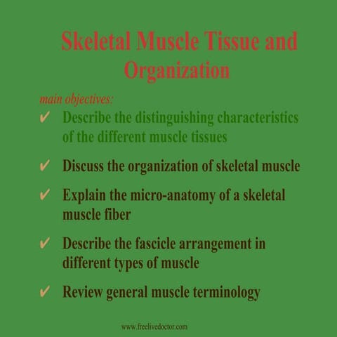 Skeletal Muscle Tissue And Organization | PPT