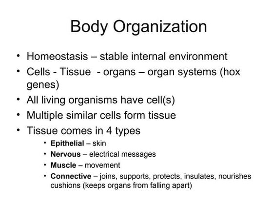 Human Body Systems PPT | PPT