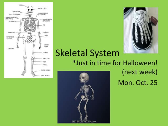 Grade 3rd bones and skeleton | DOCX