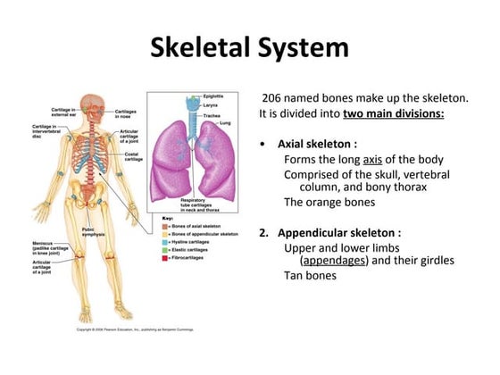 general anatomy and development of bones | PPT