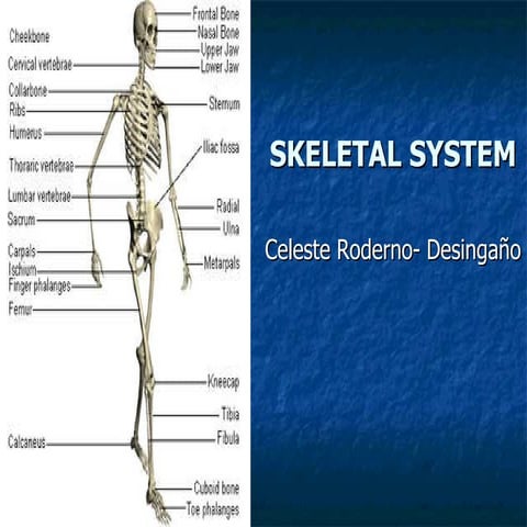 SKELETAL SYSTEM | PPT