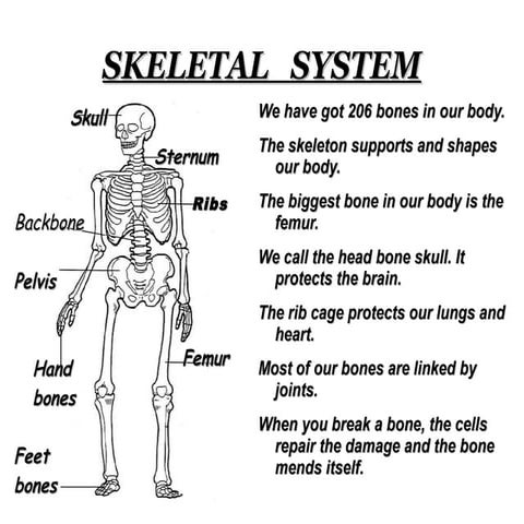 Body Systems | PPT