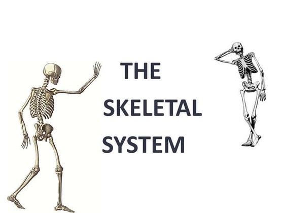 Skeletalsystem | PPT