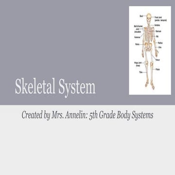 Interactive Powerpoint: Skeletal System | PPT