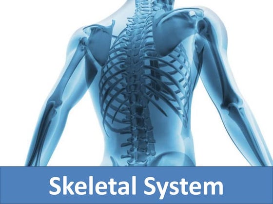 Skeletal system grade IV | PPTX