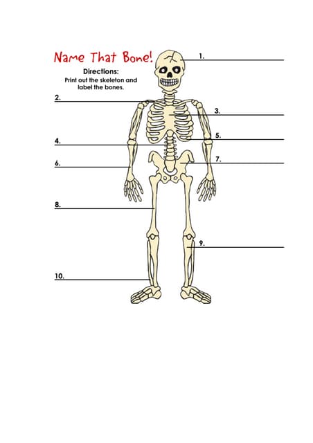 Skeletal system word find | PDF