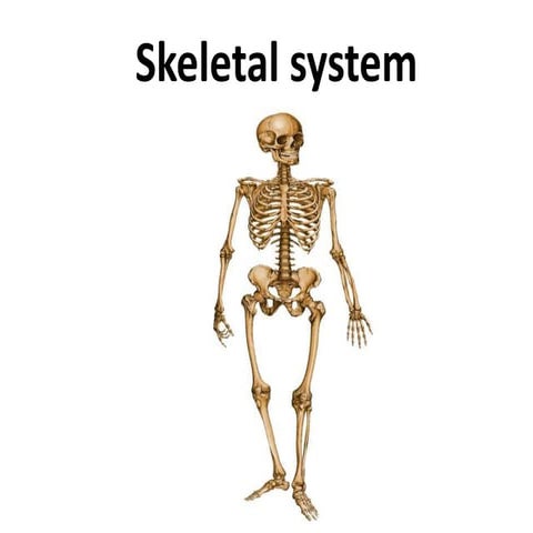 Skeletal system | PPT