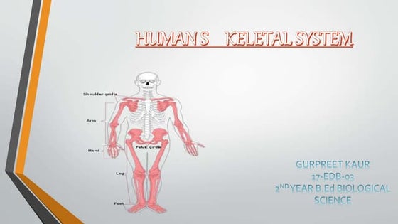 The human Skeleton | PPT