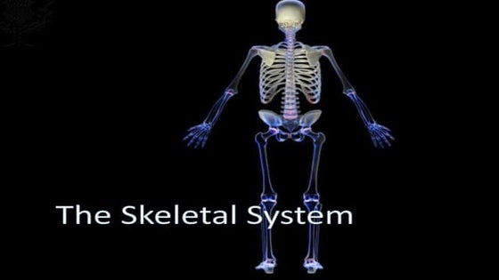 SKELETAL SYSTEM summary .docx