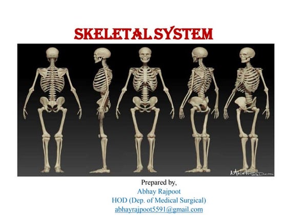 Skeletal System Ppt Skeleton System Of Human Body Anatomy, Human