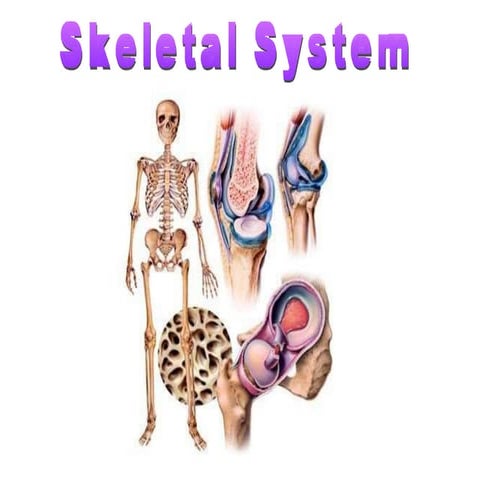 Skeletal system | PPTX