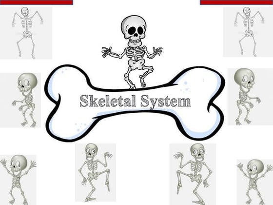 Human Skeletal System, Class 11 (Science).pptx