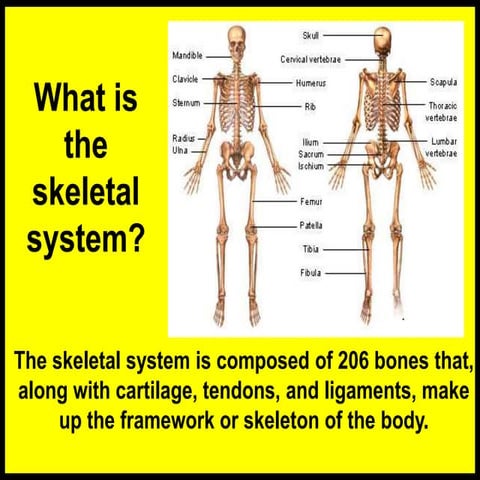 Skeletal system.pptx