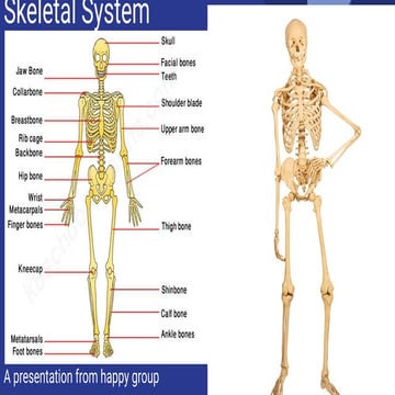 Skeletal System.pdf
