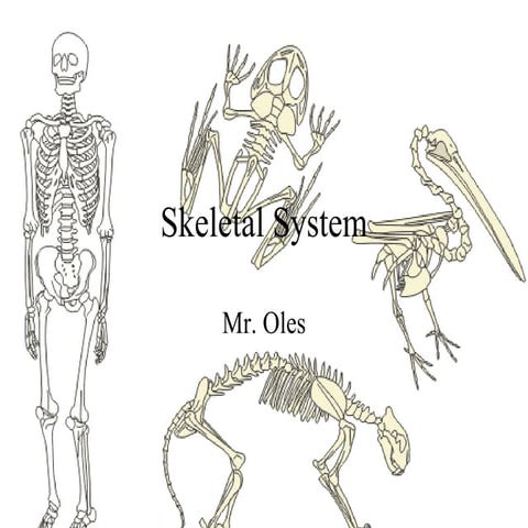 Skeletal_System.ppt
