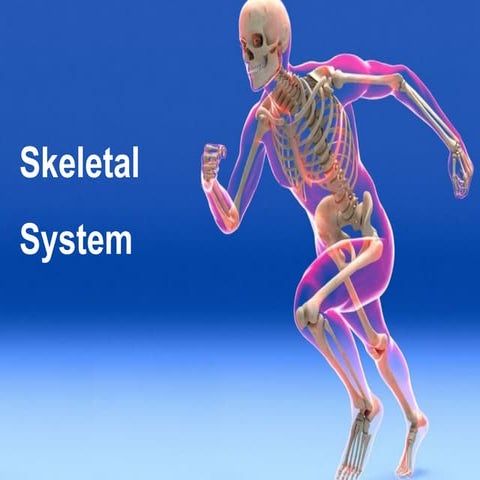 The skeletal system anatomy | PPSX