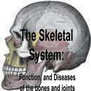 Skeletal System (2).pptx