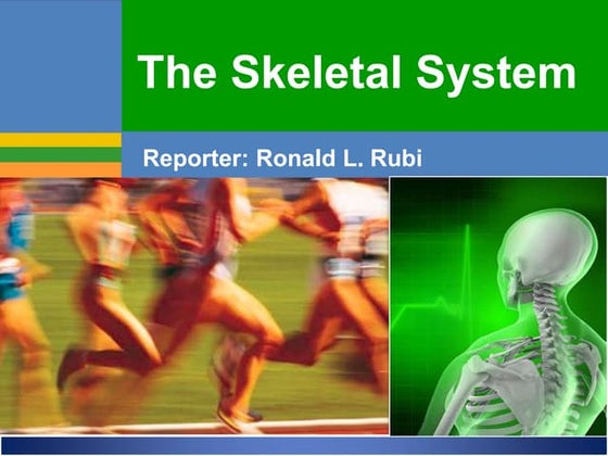 Introduction to 206 bones of the human body | PPTX