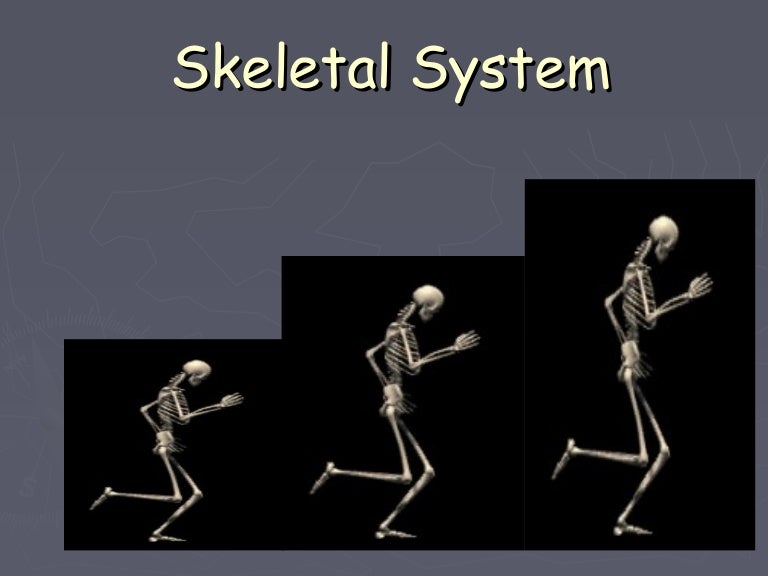 Skeletal system powerpoint
