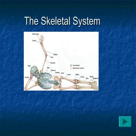 Interactive Powerpoint Skeletal System Ppt