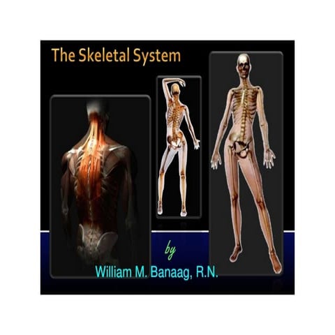 Skeletal system powerpoint | PPT