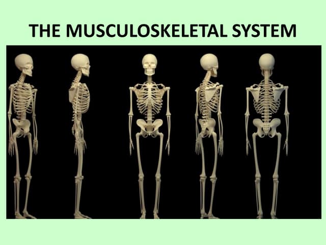 SKELETAL SYSTEM PP for Kids | PPT