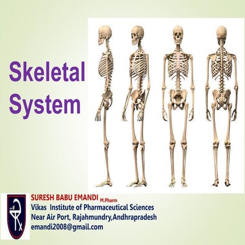 Skeletal System Ppt Skeleton System Of Human Body Anatomy, Human