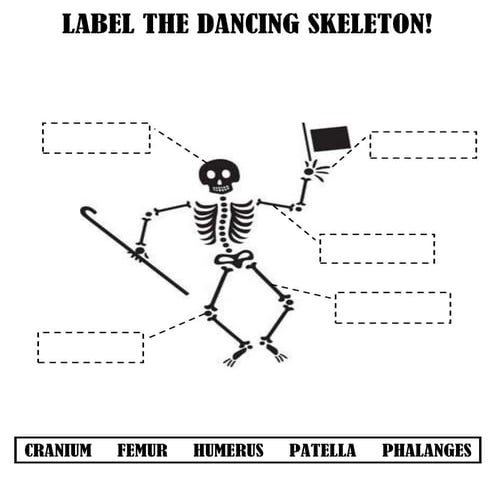 Label the Skeleton | DOCX
