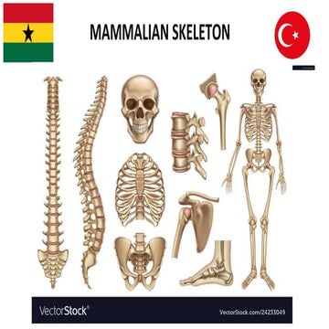 Mammalian Skeleton | PPT