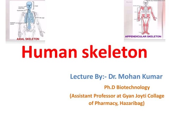 Skeletal_System_Cognitive_Map Skeletal_System_Cognitive_Map | PPT