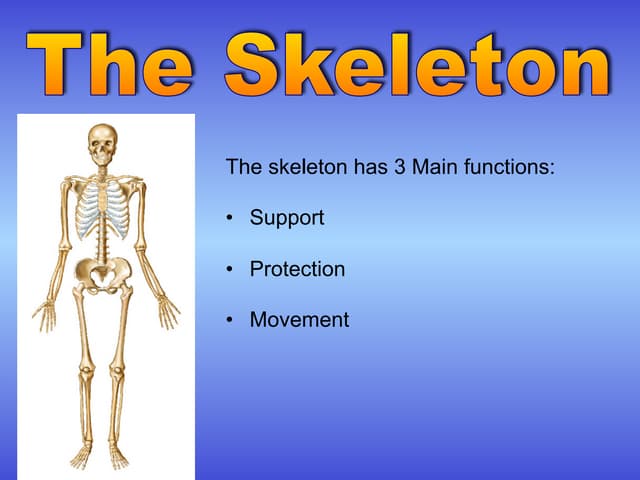 SCIENCE 4.BONES AND MUSCLES.pptx