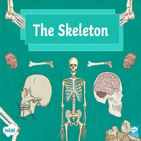 Skeleton PPT.pptx Grade 4 Science Lesson | PPTX