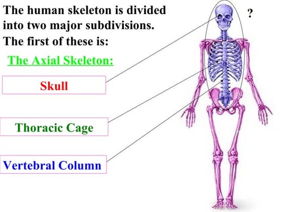 The skeleton system | PPT