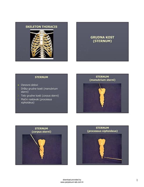 azimjon.pptx anatomoya anatomiya chanoq suyagi suyak | PPT