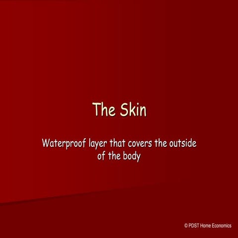 Skin | PPT