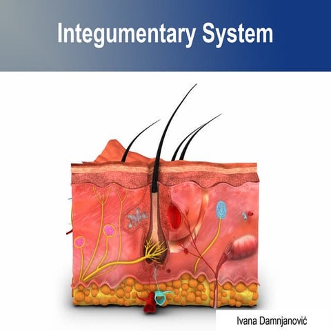 Integumentary system | PPT