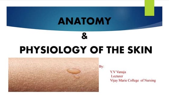 Skin anatomy | PPT