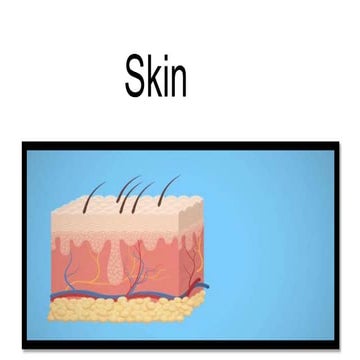 Skin | PPT