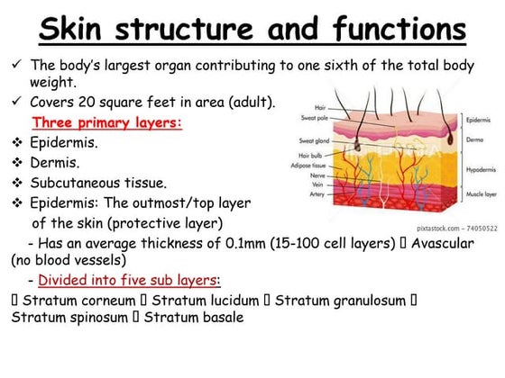 Skin: Structure and function of the skin | PPTX