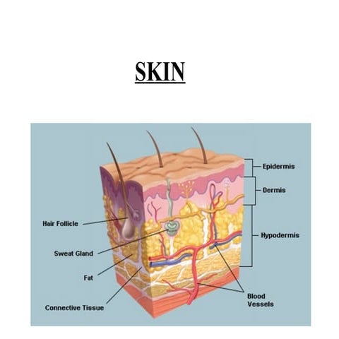 SKIN Anatomy and physiology and associated diseases | PPTX