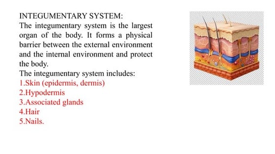 Science 6_Q2_L2_Parts and Functions of the Integumentary System.pptx ...