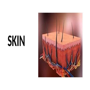 Skin Anatomy of human skin LAYERS OF SKIN | PDF