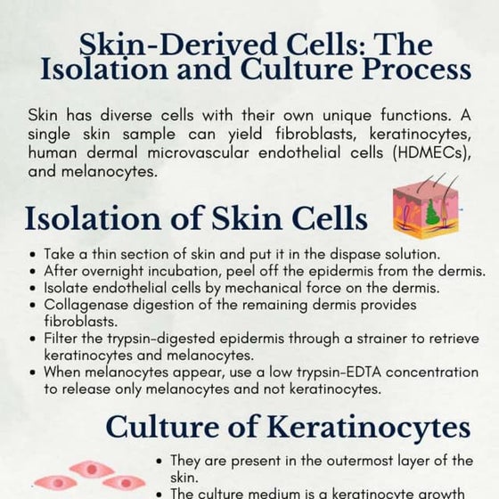 Endothelial vs. Epithelial Cells: A Comparative Insight into Cellular ...