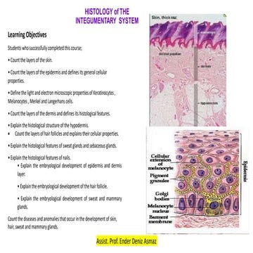Skin Tissue - Histology and Embryrology. | PPTX